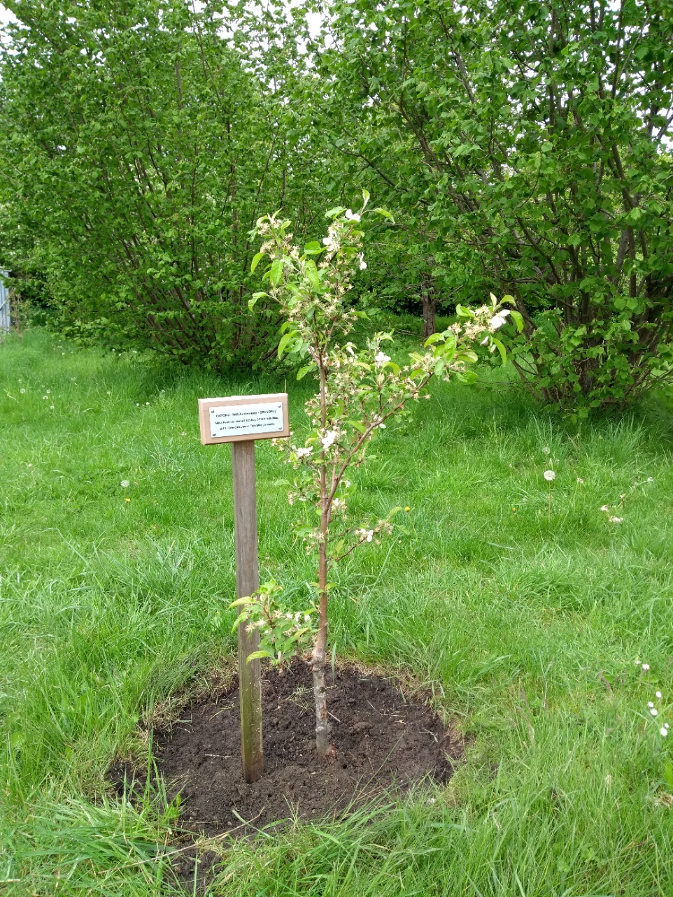 Two twinned apple trees. - Alliance Grenoble Oxford